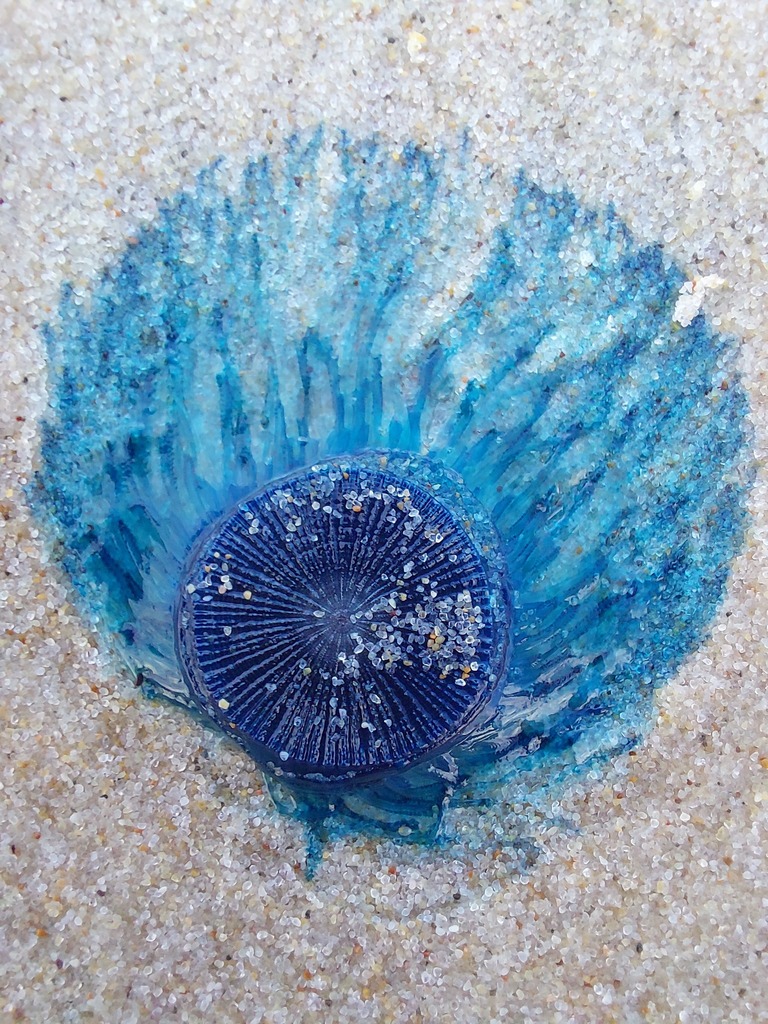 Blue Button from Broadbeach-Mermaid Beach, Queensland, Australia on ...