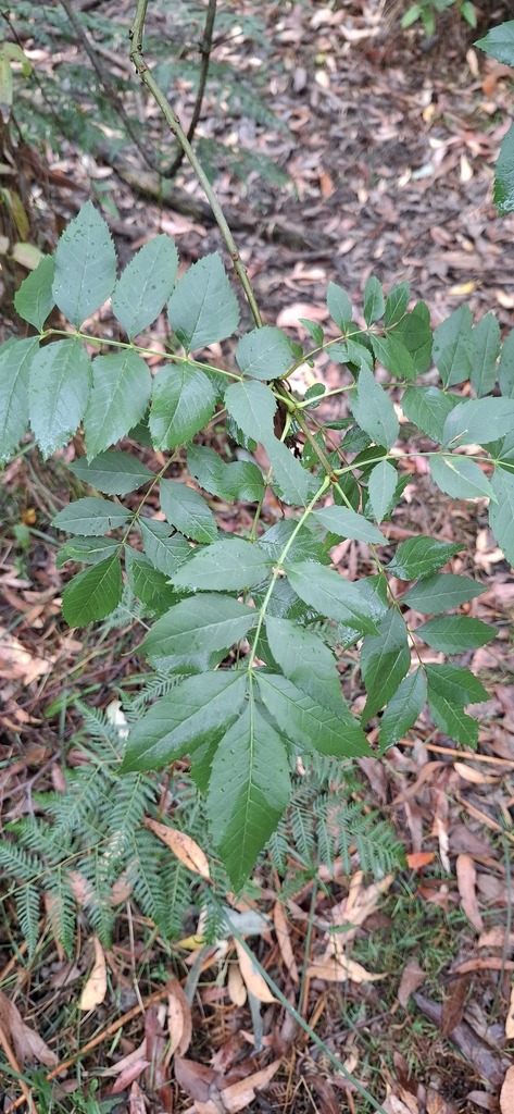 Narrow-leaved Ash from Drouin VIC 3818, Australia on January 6, 2025 at ...
