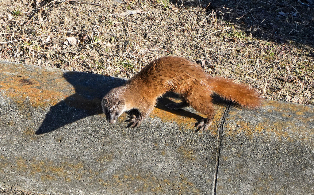 Japanese Weasel in January 2025 by asimov0803 · iNaturalist