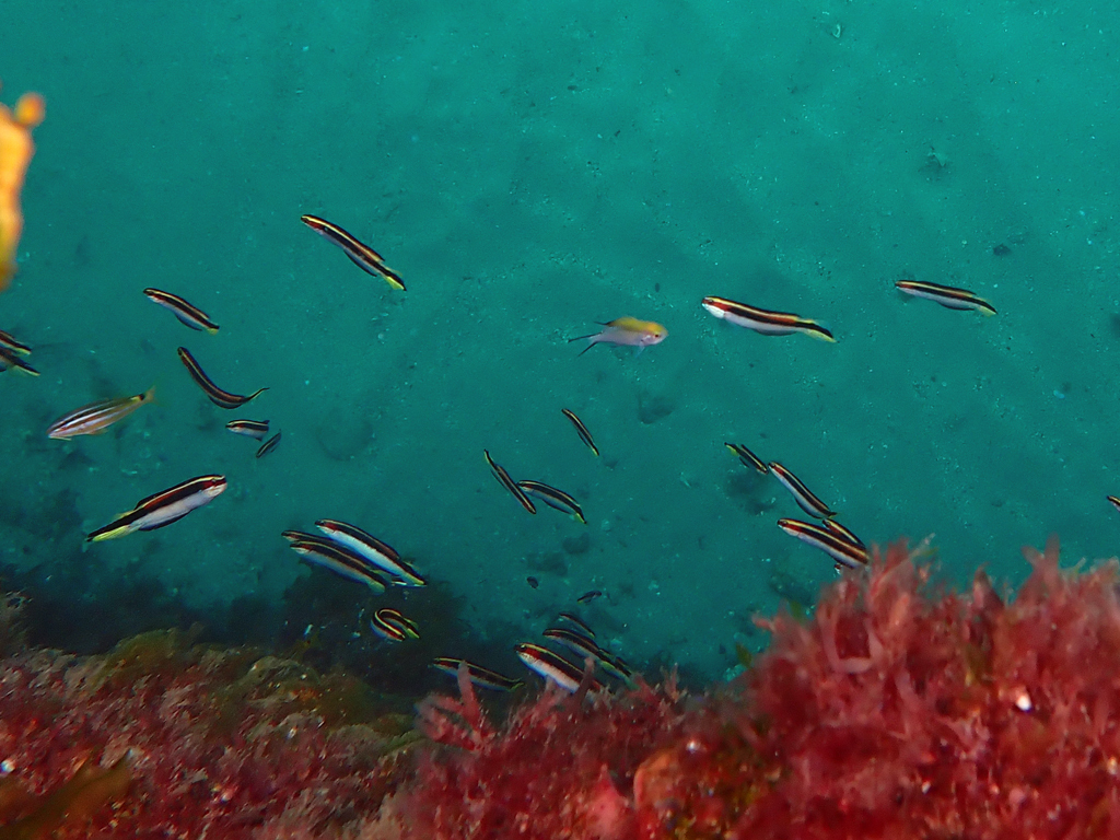 Eastern Hulafish from Great Lakes, AU-NS, AU on January 3, 2025 at 12: ...