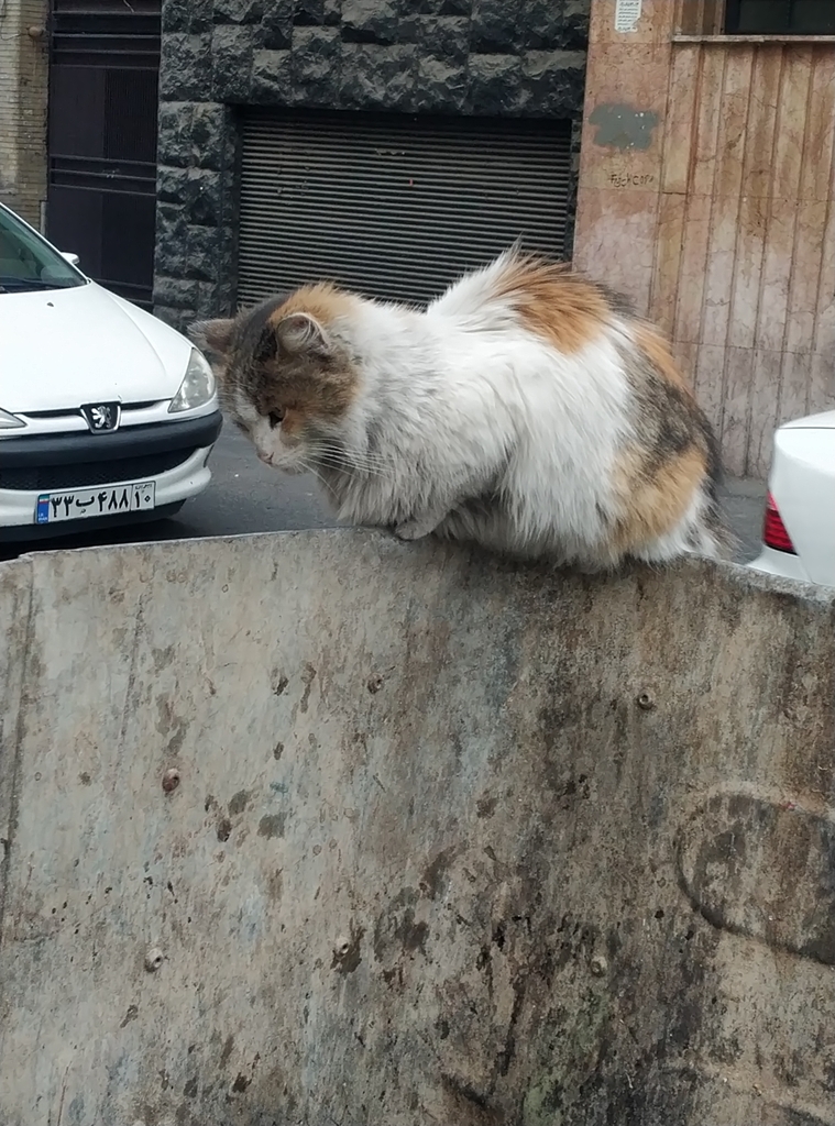 Domestic Cat from Theran, IR-TH, IR on January 6, 2025 at 09:25 AM by z ...