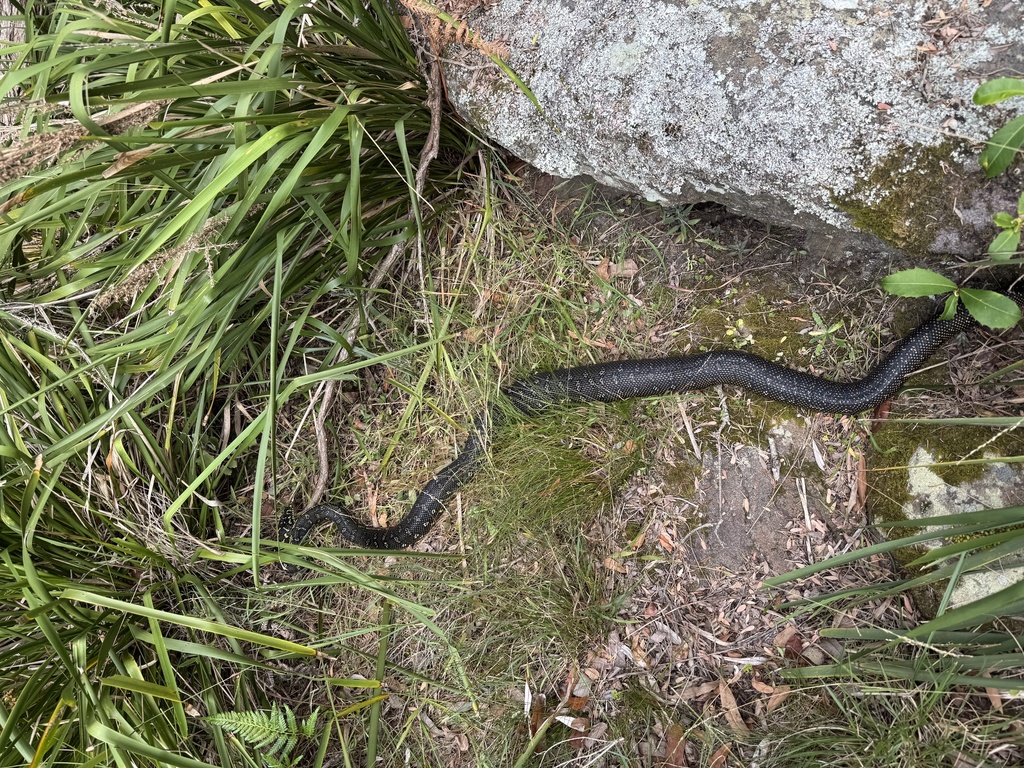 Diamond Python from Royal National Park, Royal National Park, NSW, AU ...