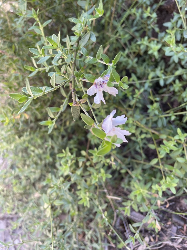 Mintbushes from Morton National Park, Yadboro, NSW, AU on January 5 ...