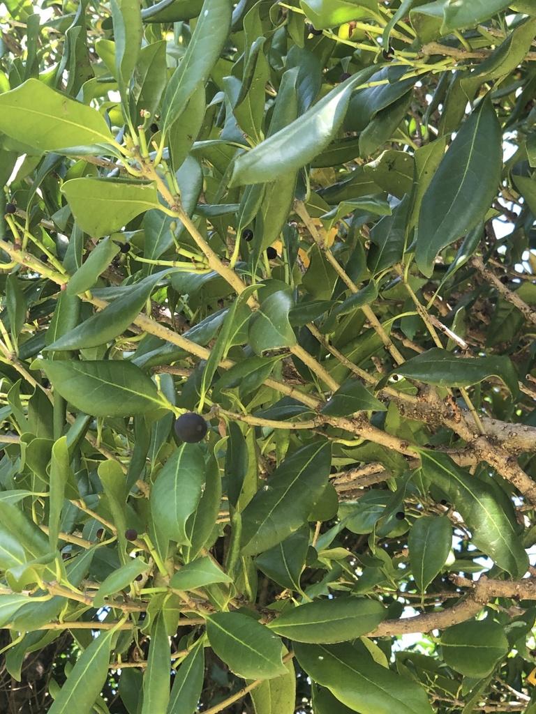 Cherry laurel from Morrin Reserve, Auckland, Auckland, NZ on January 06 ...