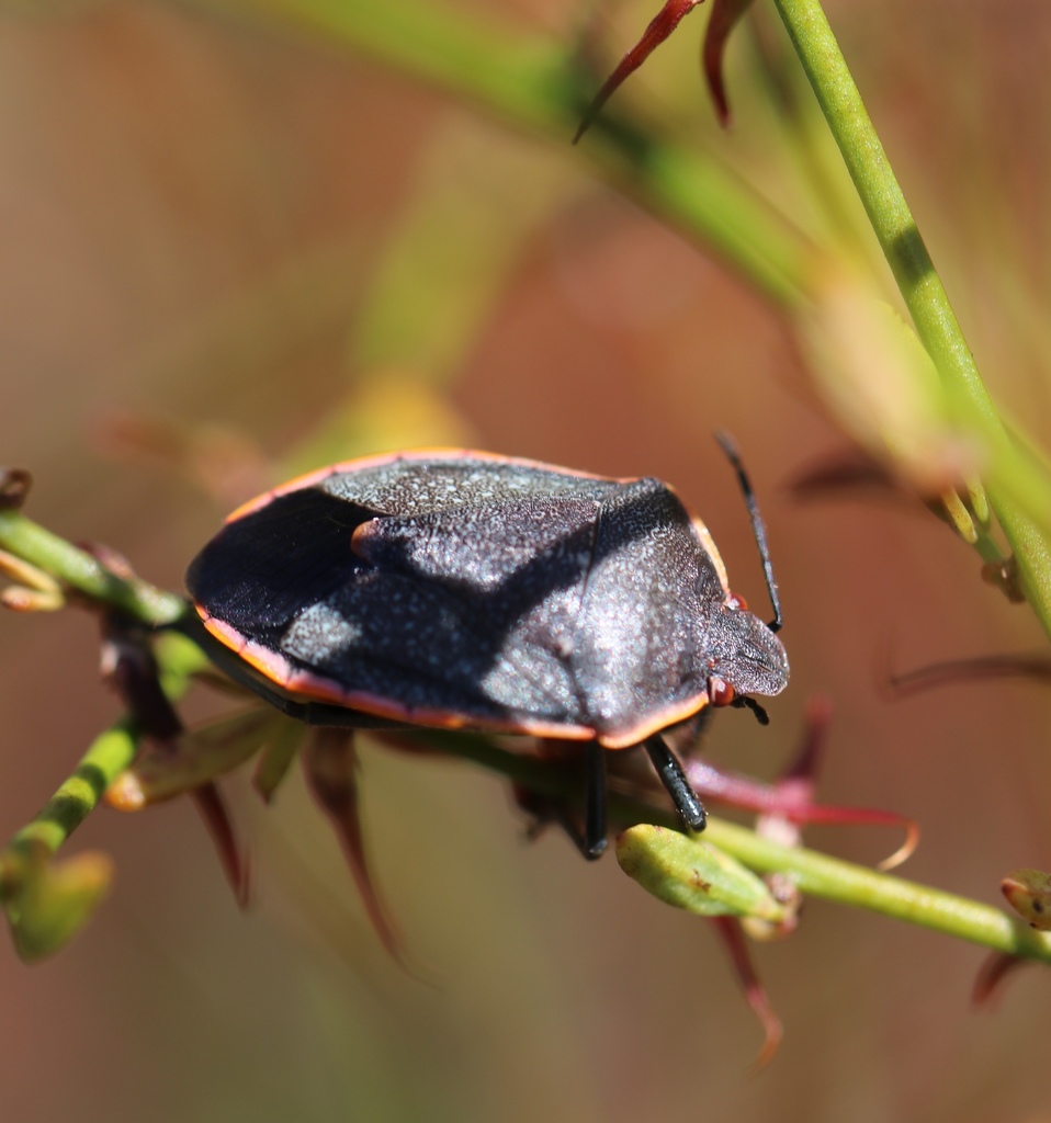 Conchuela Bug from Embarcadero Rd, Palo Alto, CA, US on July 26, 2019 ...