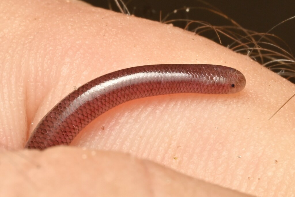 Indotyphlops from 6X94+4R Aluthepola, Sri Lanka on December 25, 2024 at ...