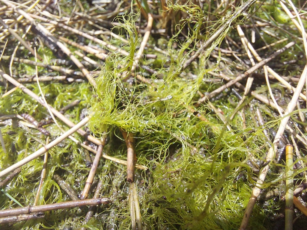 Rhizoclonium from Gold Coast QLD, Australia on January 4, 2025 at 01:08 ...