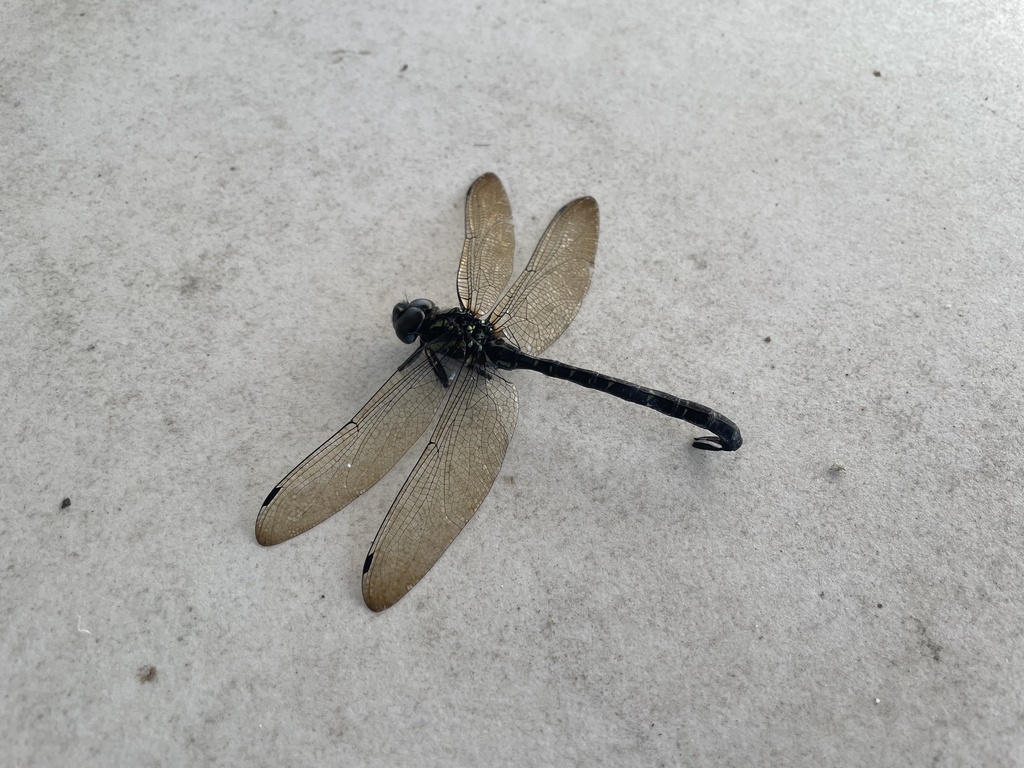 Indaeschna melanictera from 本州, 神戸市, 兵庫県, JP on August 17, 2024 at 09: ...