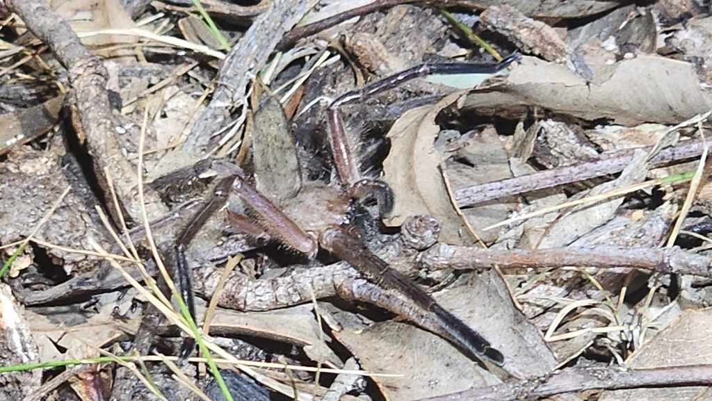 Social Huntsman Spider from Q2M7+HW, Green Cape NSW 2551, Australia on ...