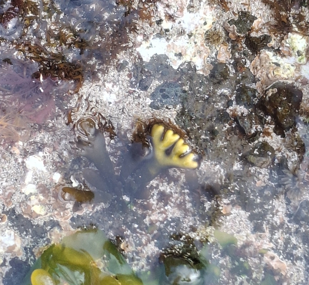 Iridaea tuberculosa from New Zealand on December 31, 2024 at 08:11 AM ...