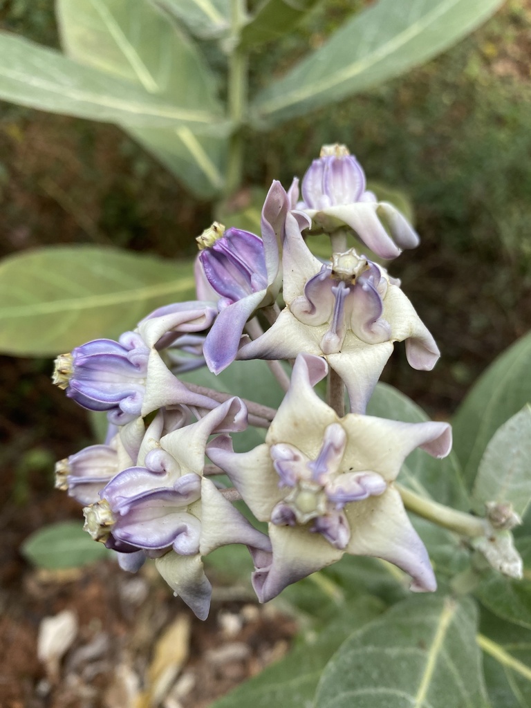 crown flower from Bardez, North Goa, Goa, IN on January 6, 2025 at 09: ...