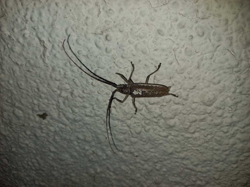 Fig Tree Borer from Îles du Vent, PF on January 4, 2025 at 10:10 PM by ...