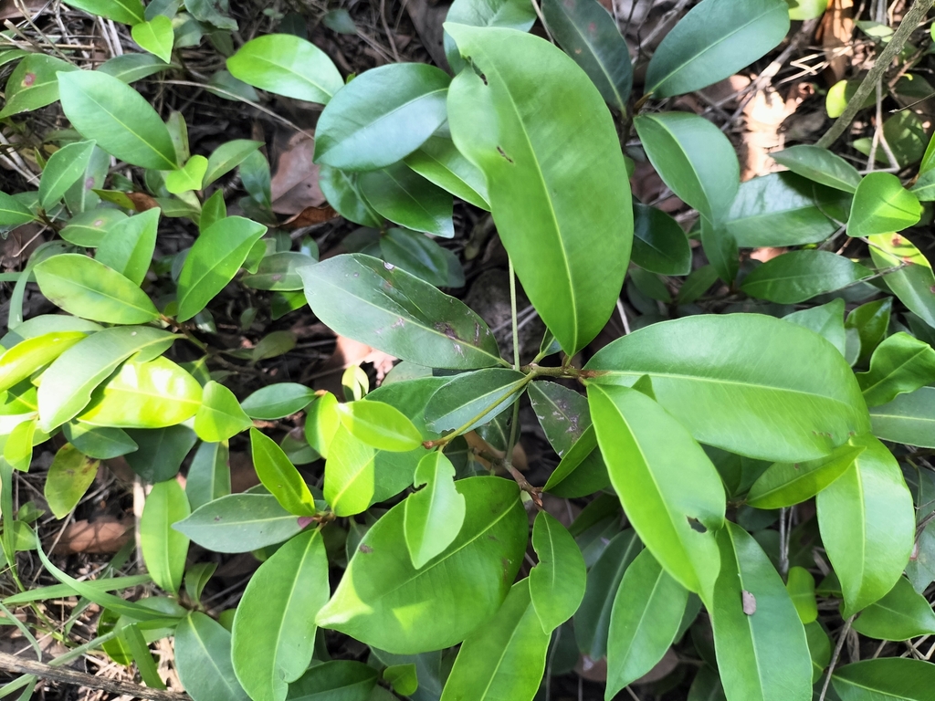 Transvaal Red Milkwood from Mufulwi, 0956, South Africa on January 2 ...