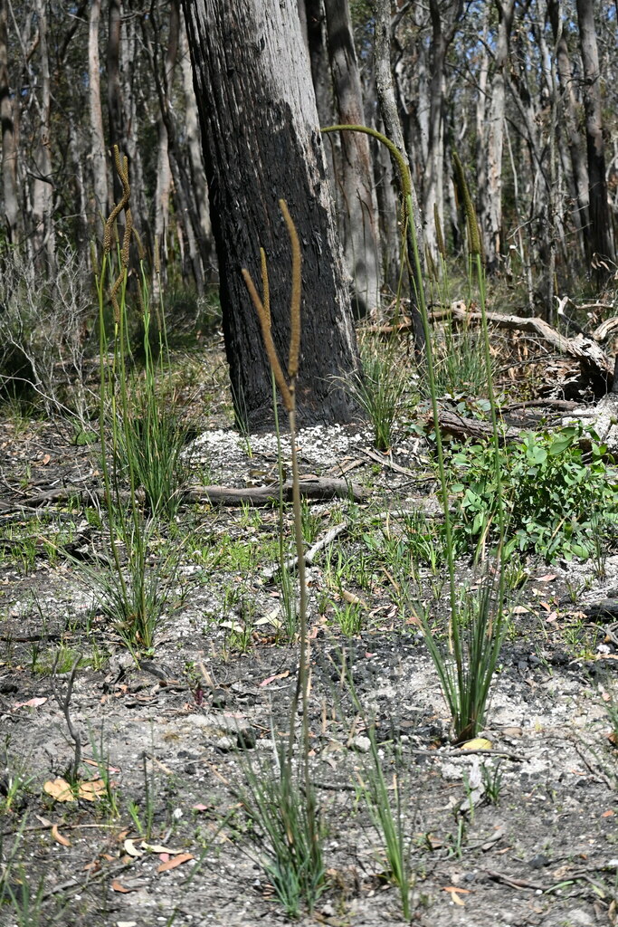 Small Grass-tree from Scarsdale Victoria Rd Scarsdale State Forest VIC ...
