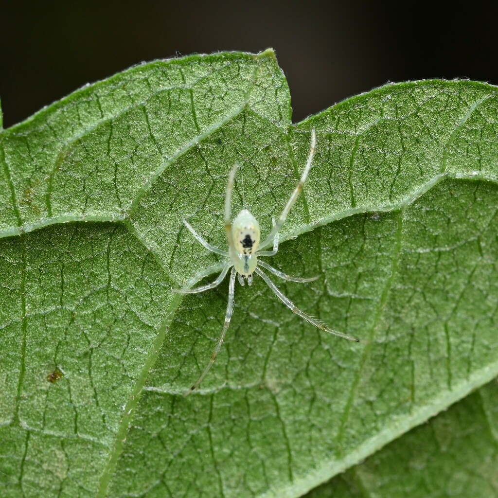 Mirror-ball Spiders from 中国云南省昆明市西山区 on January 5, 2025 at 04:11 PM by ...
