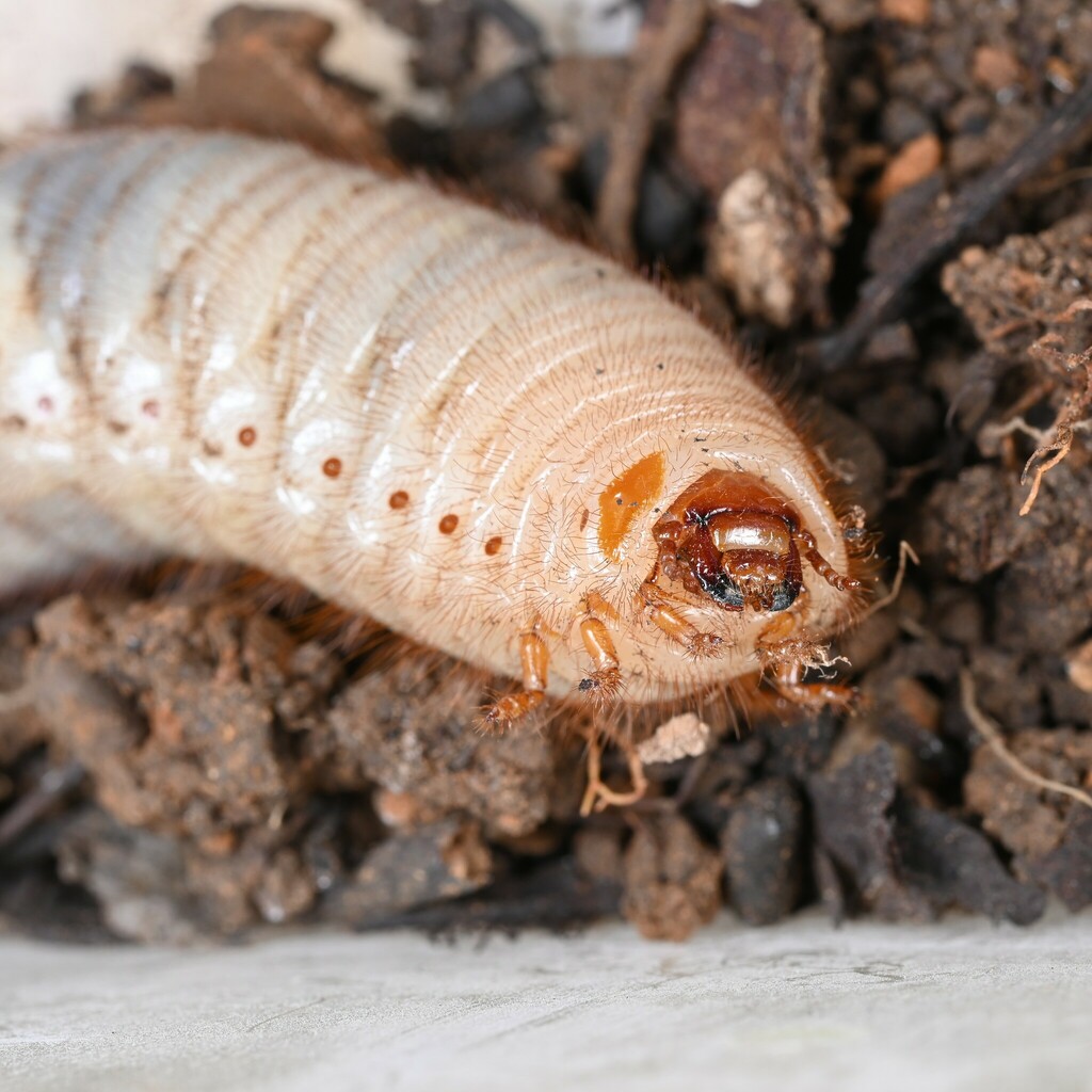 Rhomborhina mellyi from 中国云南省昆明市呈贡区 on January 6, 2025 at 04:31 PM by ...