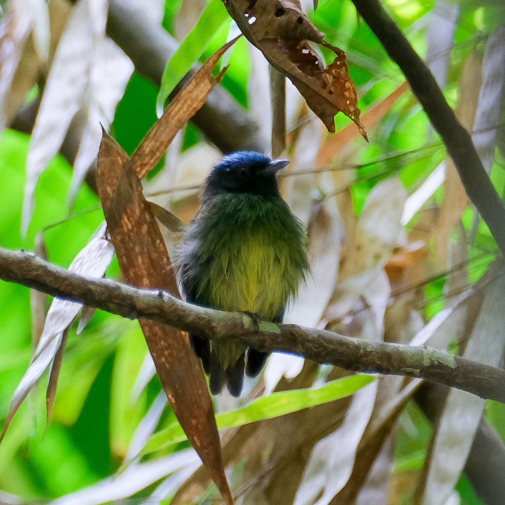 Blue-capped Manakin from Porto Velho - State of Rondônia, Brazil on May ...