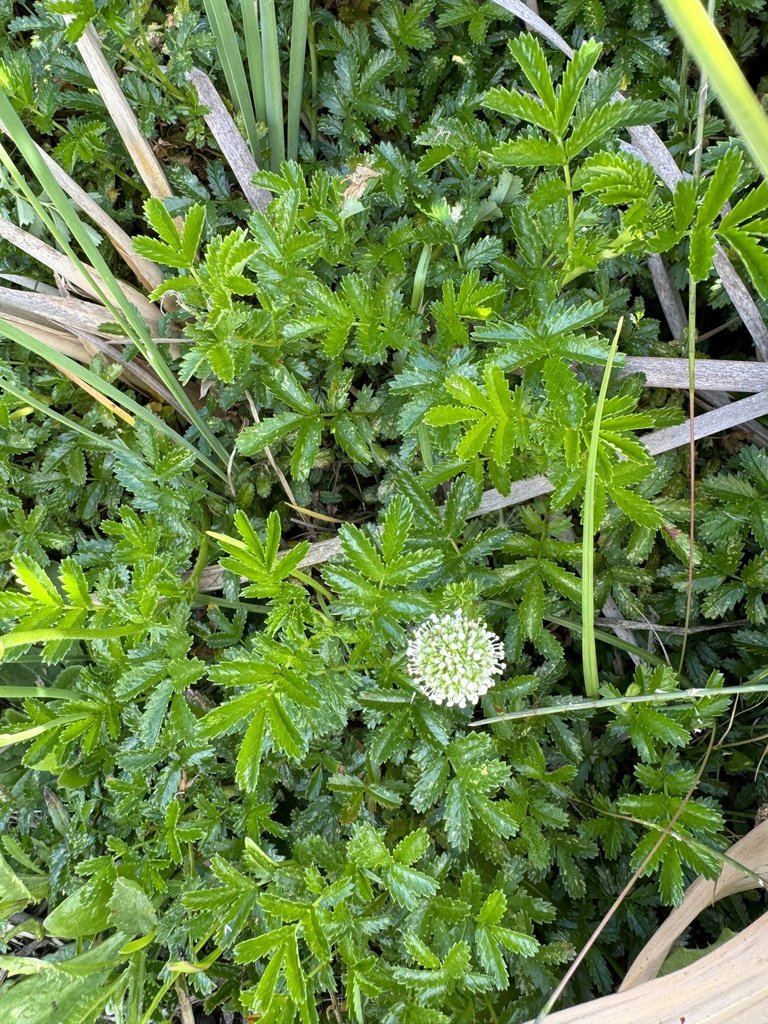 Biddy-biddy from Piccaninnie Blue Lake, Wye, SA, AU on December 30 ...