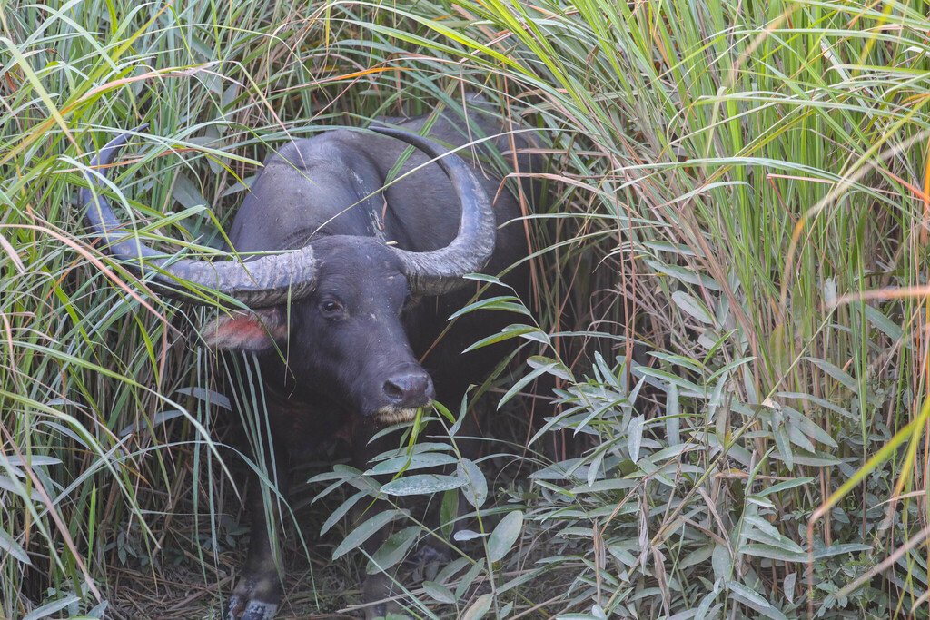 Wild Water Buffalo in December 2024 by rwcannon57. In Central Range of ...