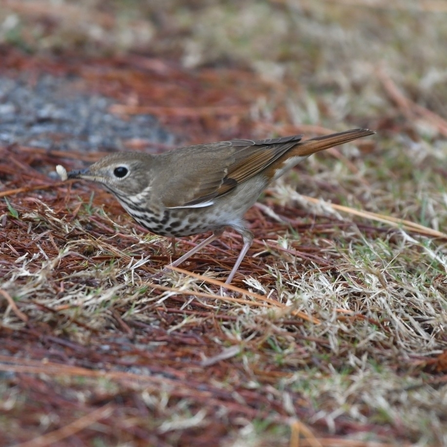 Hermit Thrush from Eastpoint, FL 32328, USA on January 6, 2025 at 08:51 ...