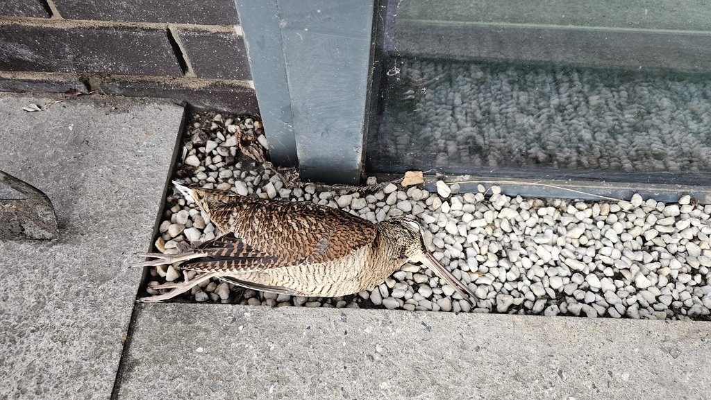 Eurasian Woodcock from Gopsal Street, Birmingham B4 7BD, UK on January ...