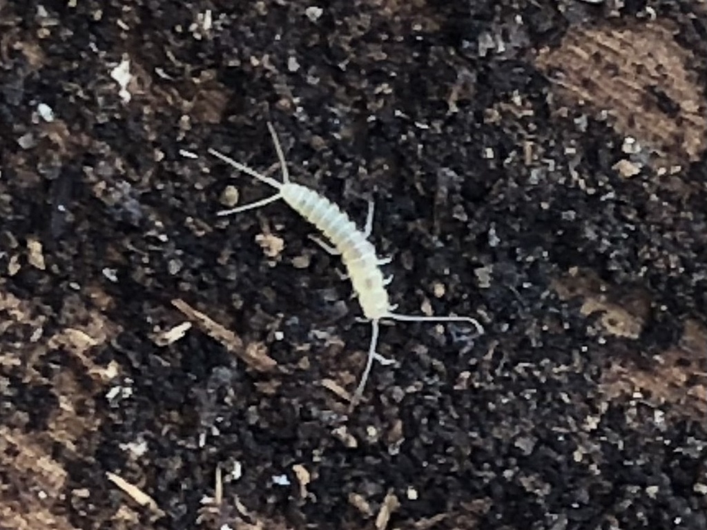 Insects from St. George Village Botanical Garden, Kingshill, United ...