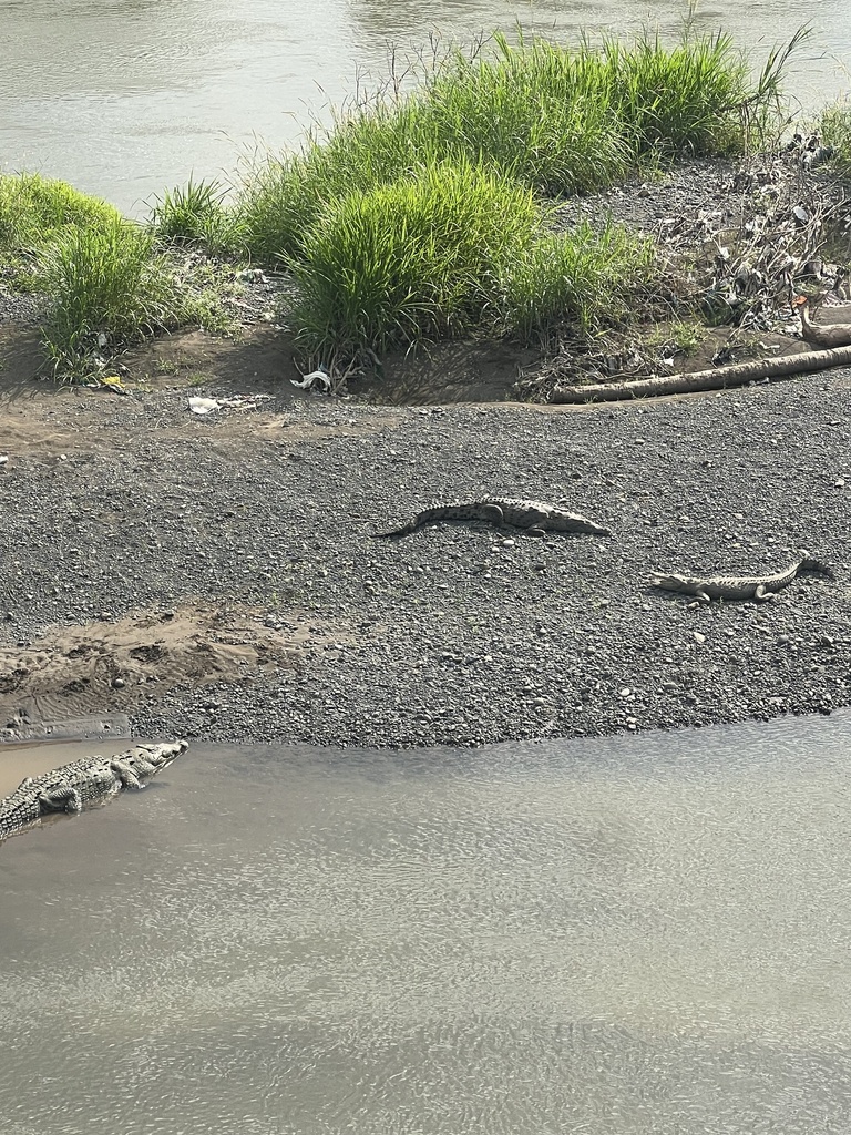 American Crocodile in January 2025 by charliemelman · iNaturalist
