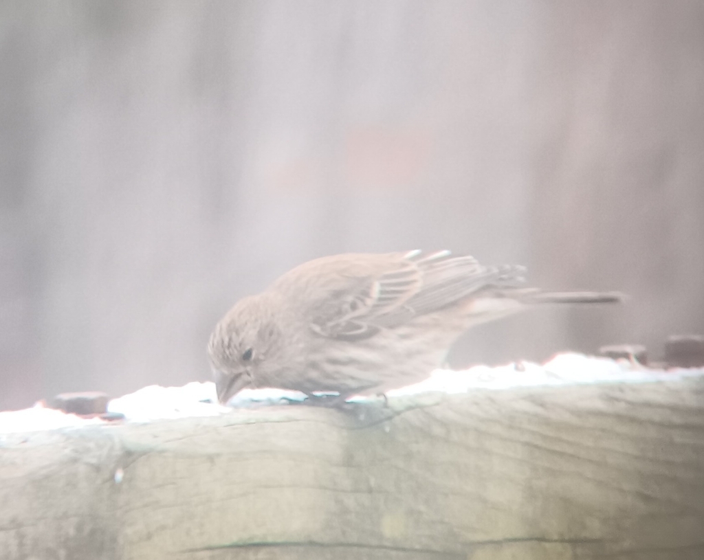 House Finch from Howell Township, MI, USA on January 6, 2025 at 09:36 ...