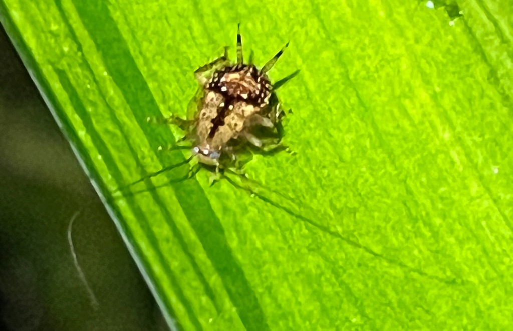 Cockroaches and Termites from Alajuela Province, San Carlos, Costa Rica ...