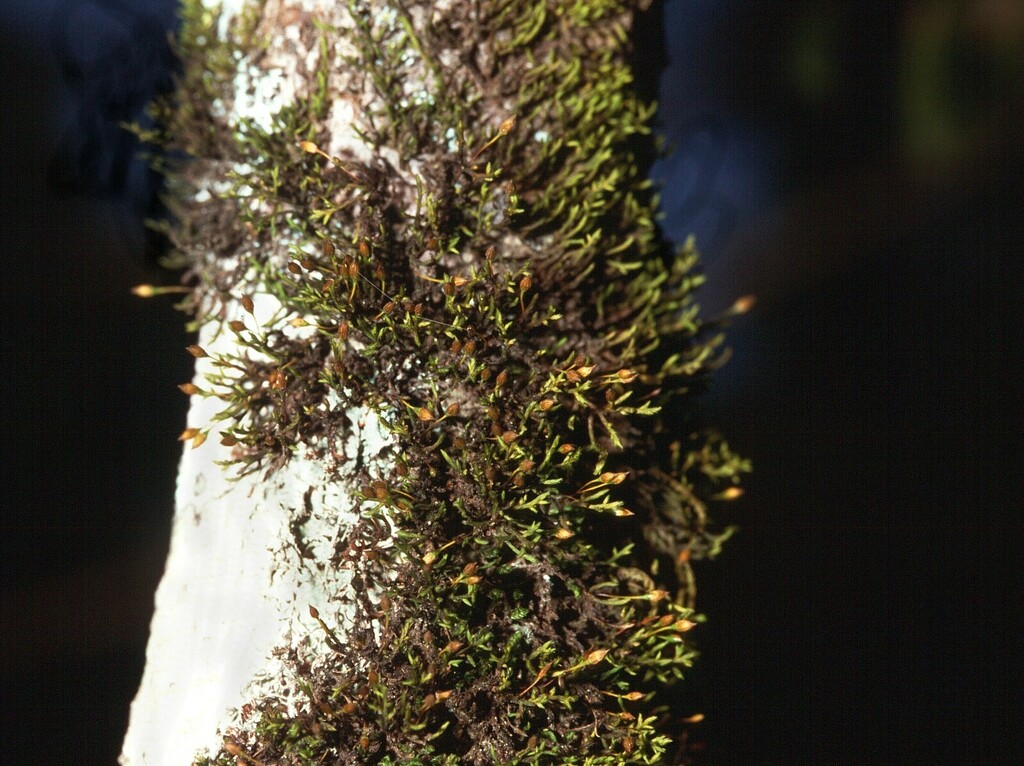 (Macrocoma orthotrichoides) - Botanical Realm