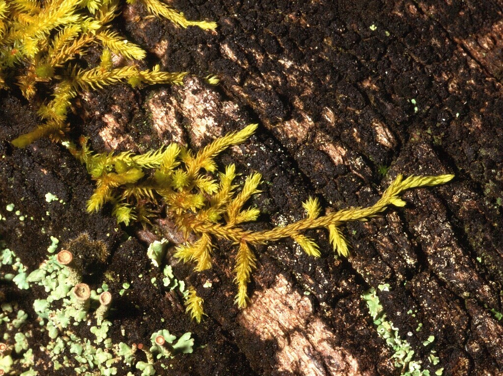(Macrocoma orthotrichoides) - Botanical Realm