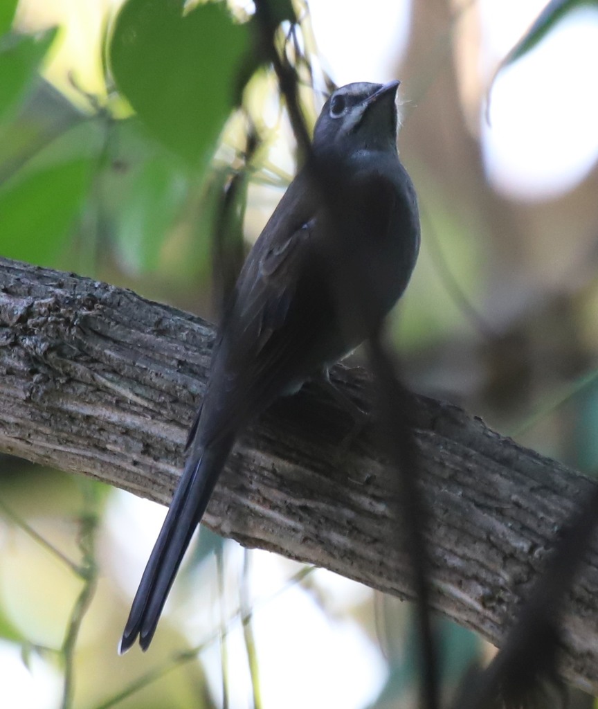 Brown-backed Solitaire from Tepic, Nayarit, Mexico on October 28, 2024 ...