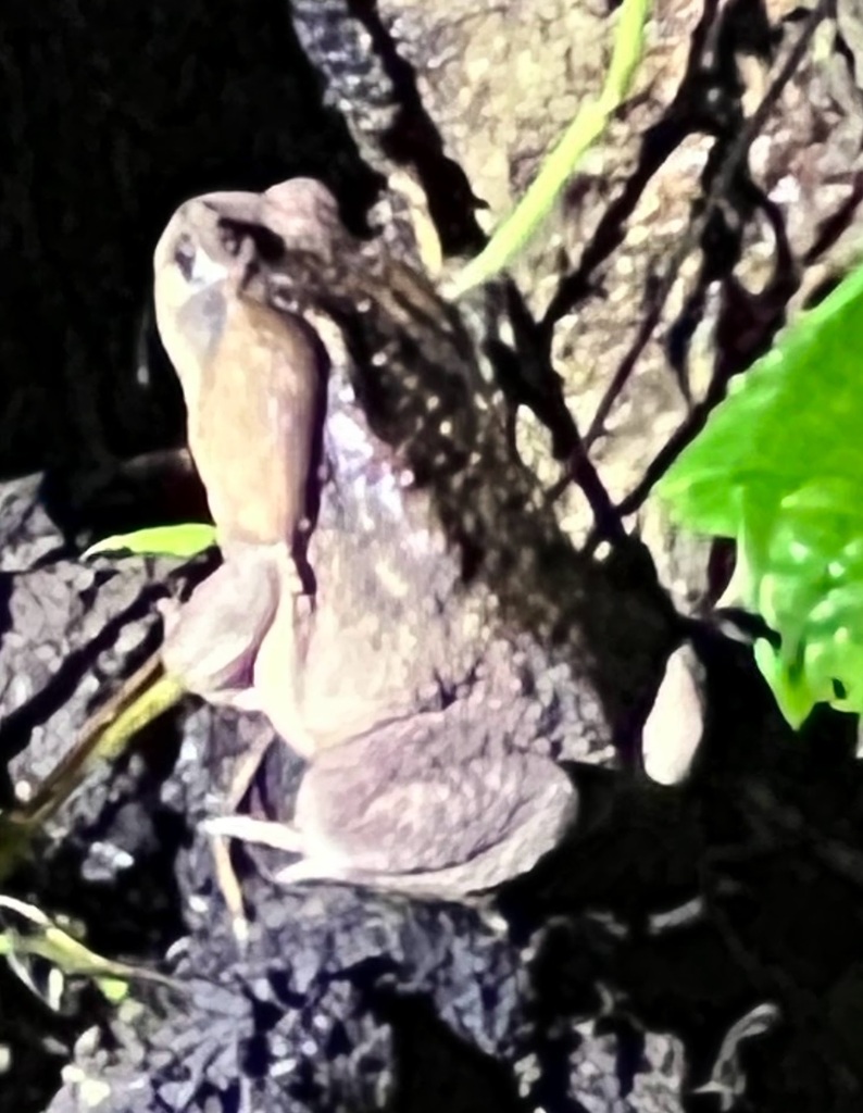 Giant Toad from Alajuela Province, San Carlos, Costa Rica on December 9 ...