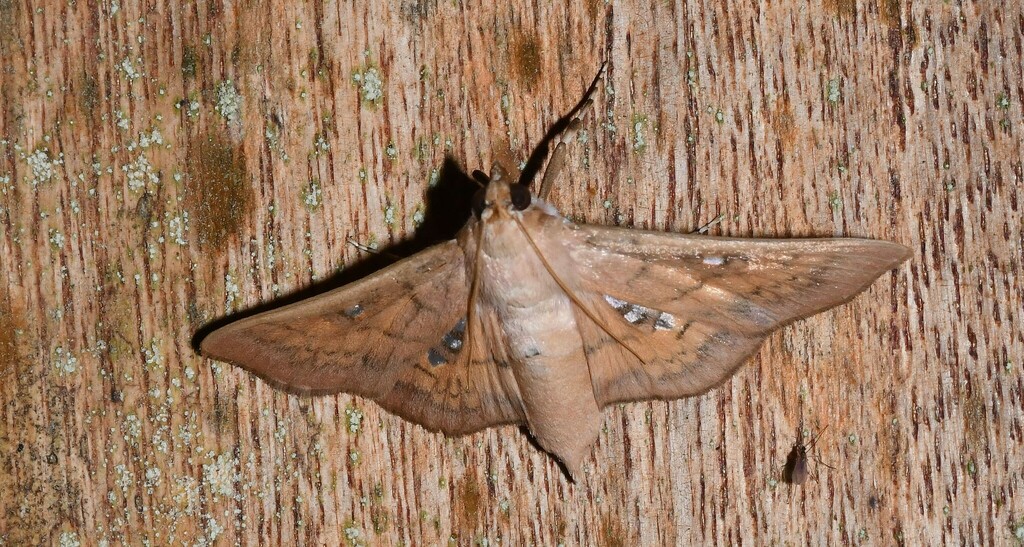 Crambid Snout Moths from Casa Brisas de la Montana, Puntarenas, Mesas ...