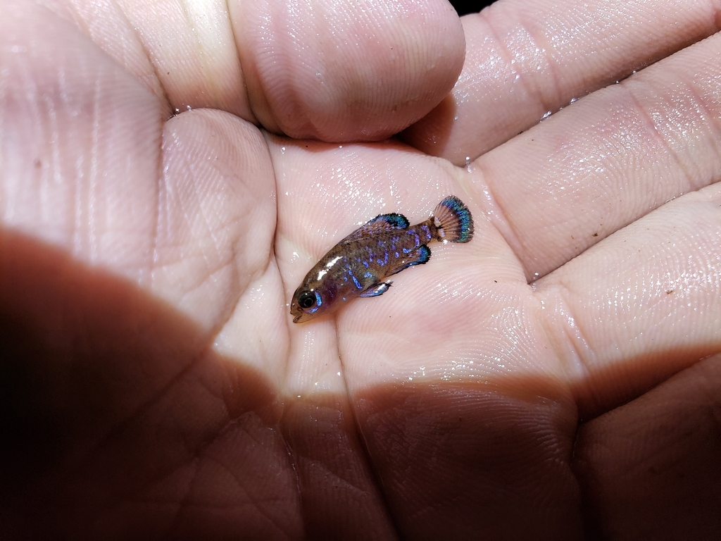 Gulf Coast Pygmy Sunfish in January 2025 by Bradley Rasmussen · iNaturalist