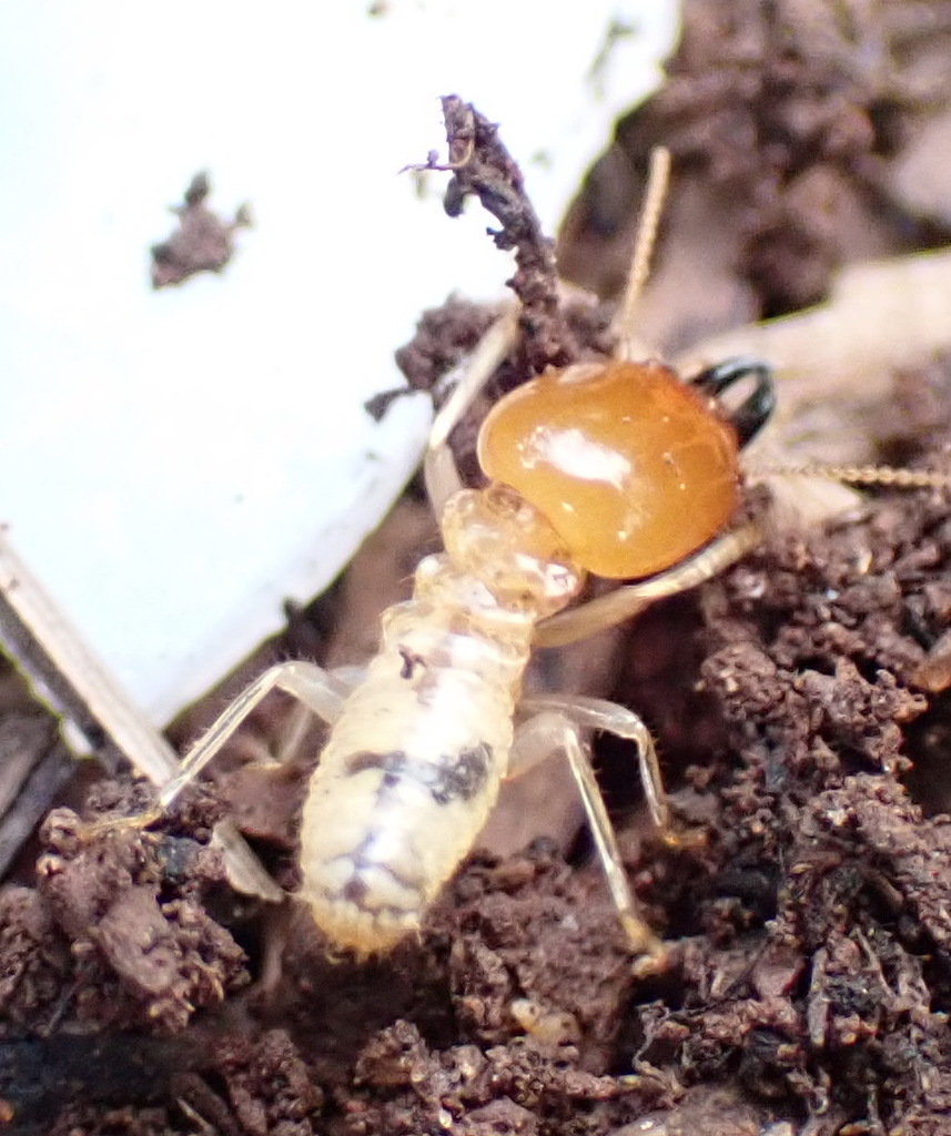 Termites from 13 Frere Road, Parktown, Johannesburg, 2193, South Africa ...