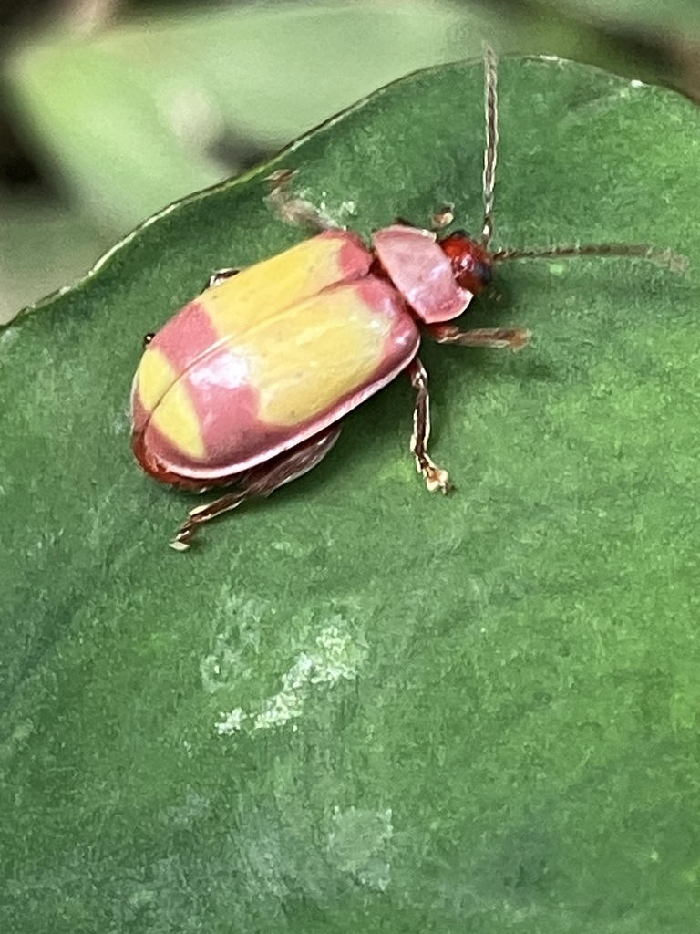 Asphaera hilaris from Gonçalves, MG, BR on December 12, 2024 at 03:48 ...