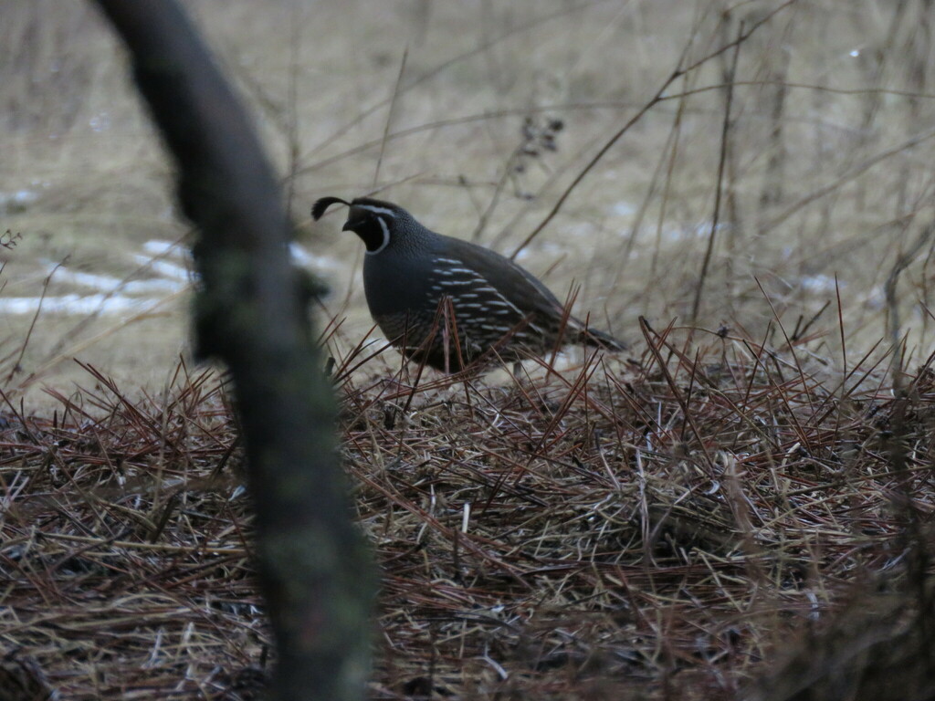California Quail from Thorpe Westwood, Spokane, WA, USA on January 5 ...