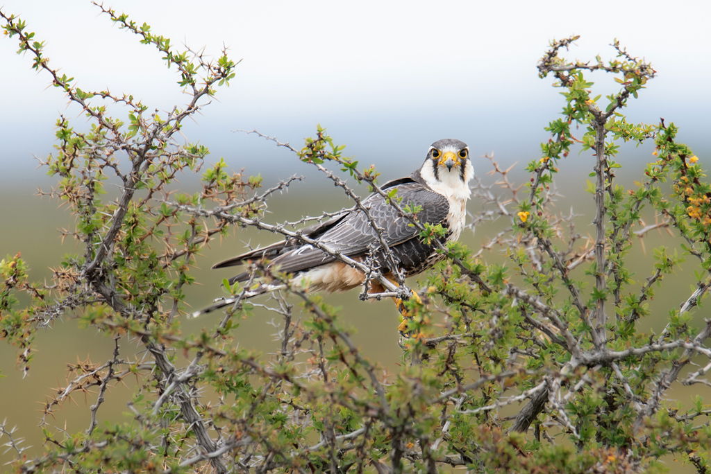 Aplomado Falcon from San Gregorio, Magallanes y la Antártica Chilena ...