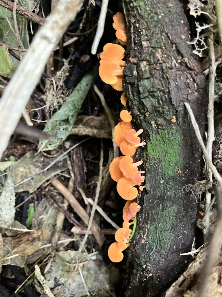 orange pore fungus from North Island / Te Ika-a-Māui, Wellington ...