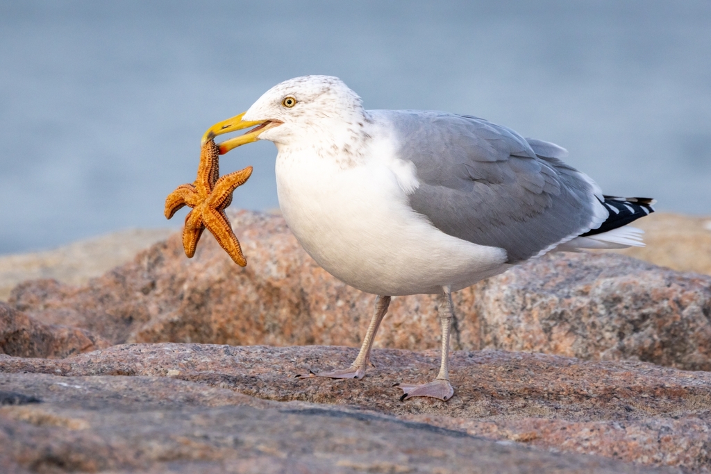 Asterias from Southampton, NY, USA on January 03, 2025 at 05:00 PM by ...