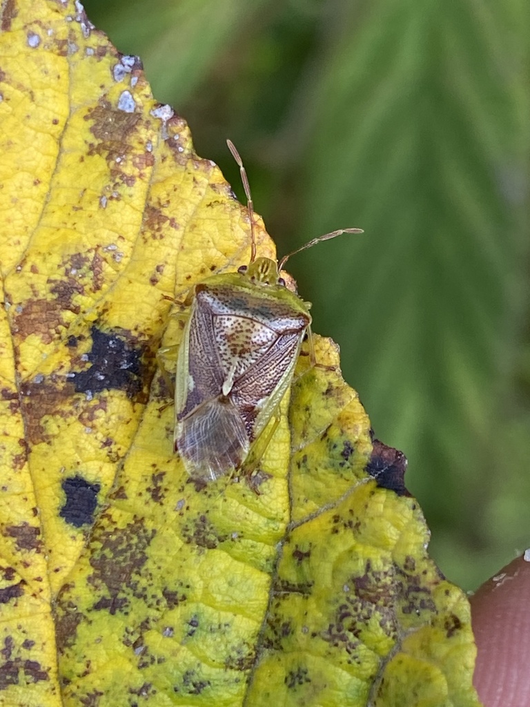 Forest shield bug from South Island / Te Waipounamu, Geraldine ...