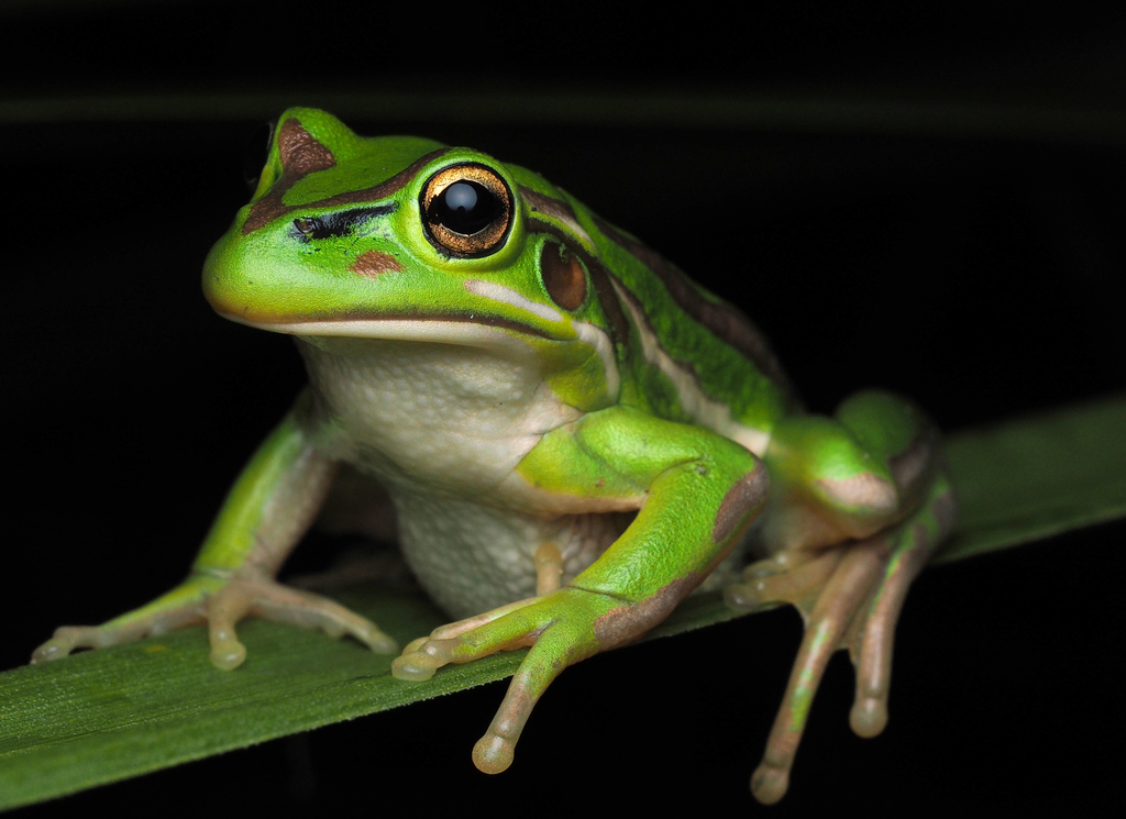 Green-and-Golden Bell Frog from Oropi 3173, New Zealand on January 6 ...