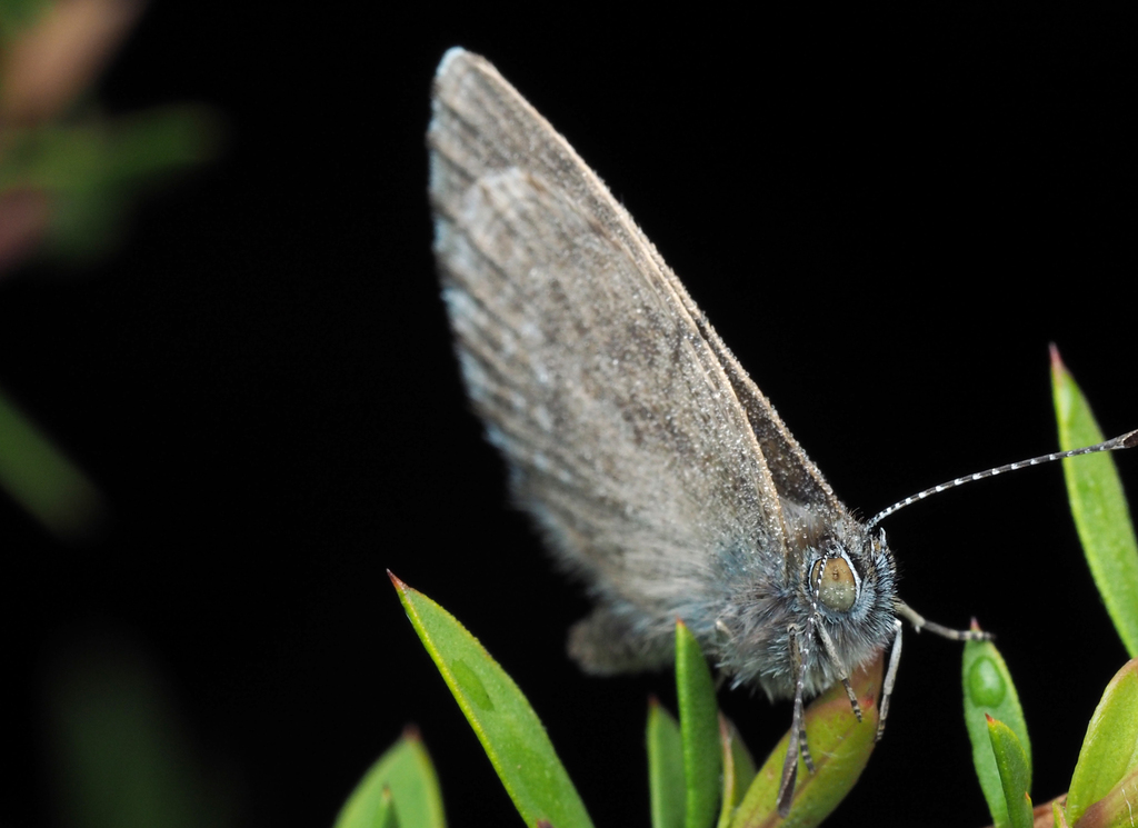 Common Grass-blue from Oropi 3173, New Zealand on January 06, 2025 at ...