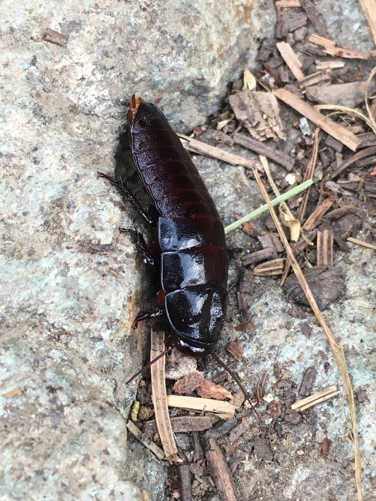 Cryptocercus clevelandi (Cockroaches and Termites of the United States ...