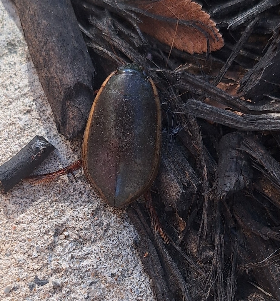 Fringed Diving Beetle from Irving, TX 75039, USA on January 6, 2025 at ...