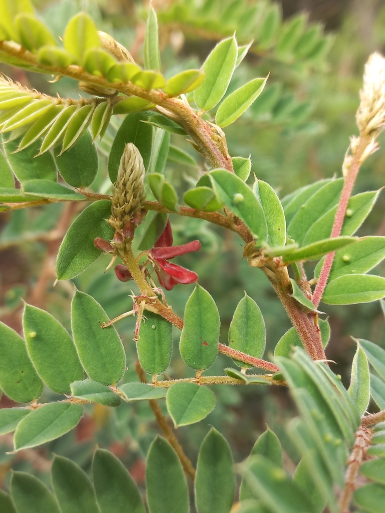 Red Indigo from Vhembe, ZA-NP, ZA on January 06, 2025 at 08:12 AM by ...