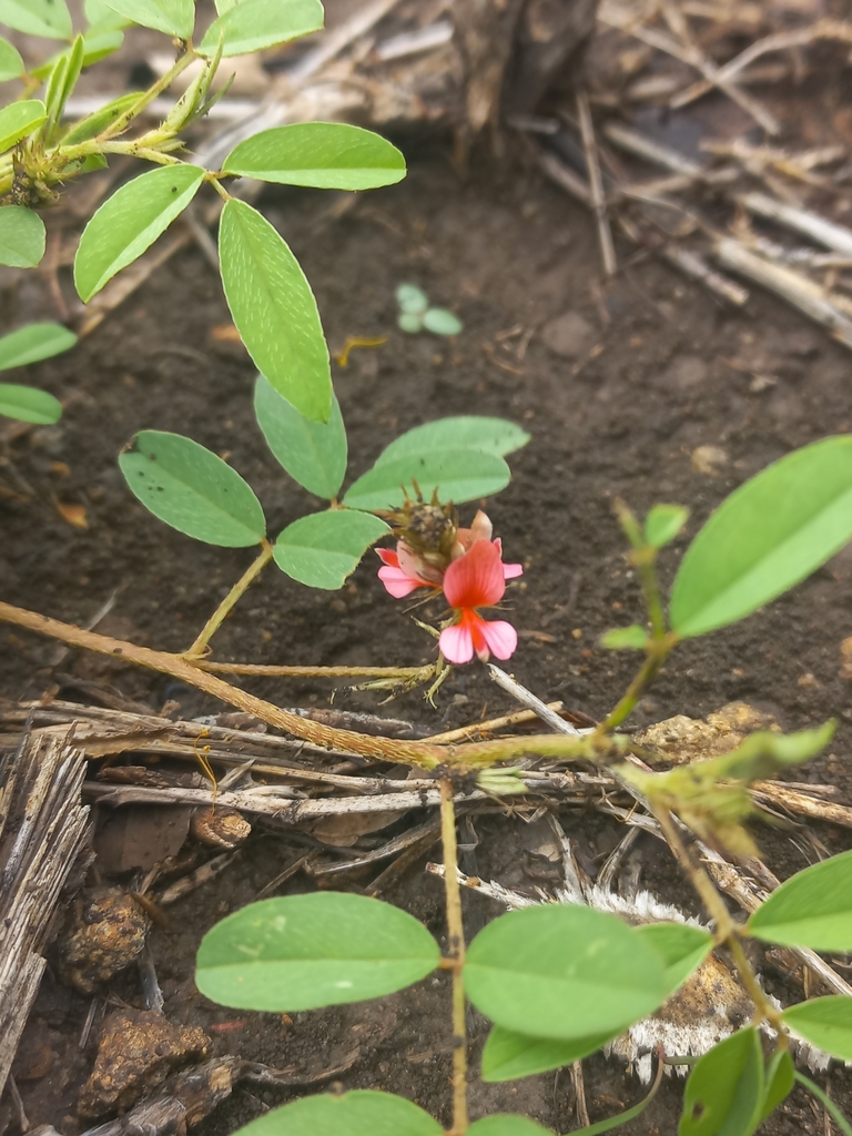 Indigofera holubii from 1956 Hillside street Makhado biaba, South ...