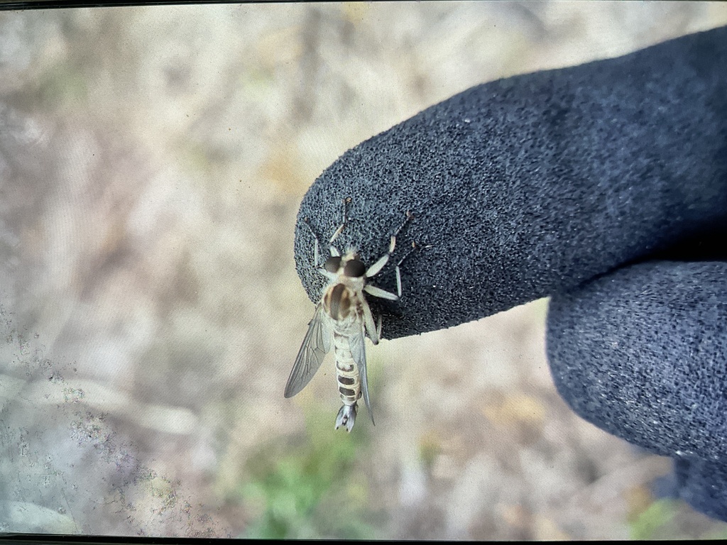 Asiloidea from South Pacific Ocean, Watsons Bay, NSW, AU on January 07, 2025 at 06:58 AM by ...