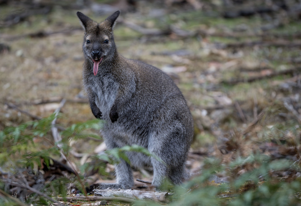 Bennett's Wallaby from Maria Island TAS 7190, Australia on January 6 ...